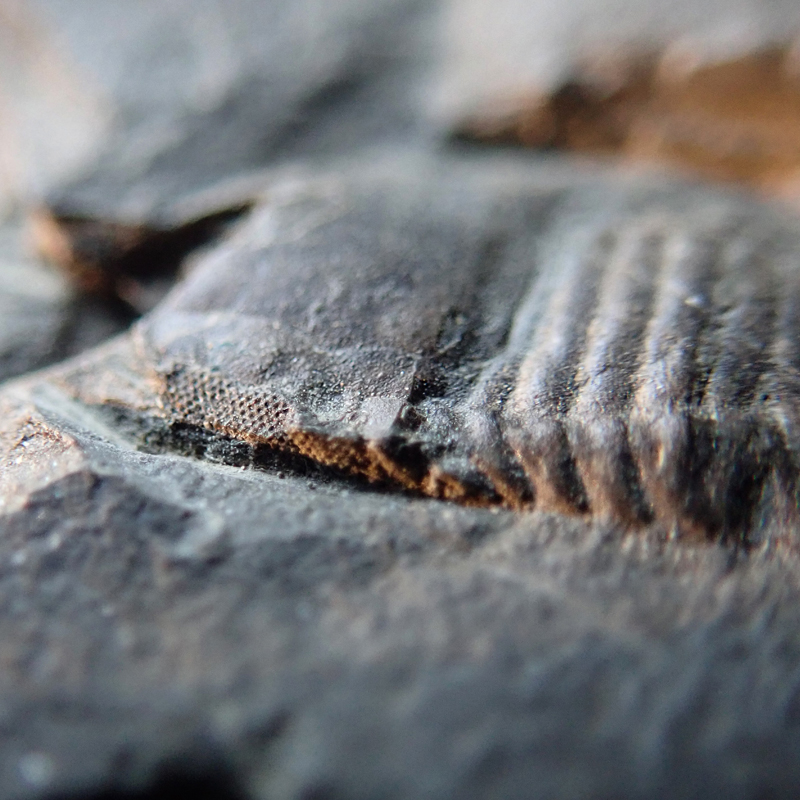 fossil-alma-tkralodvor