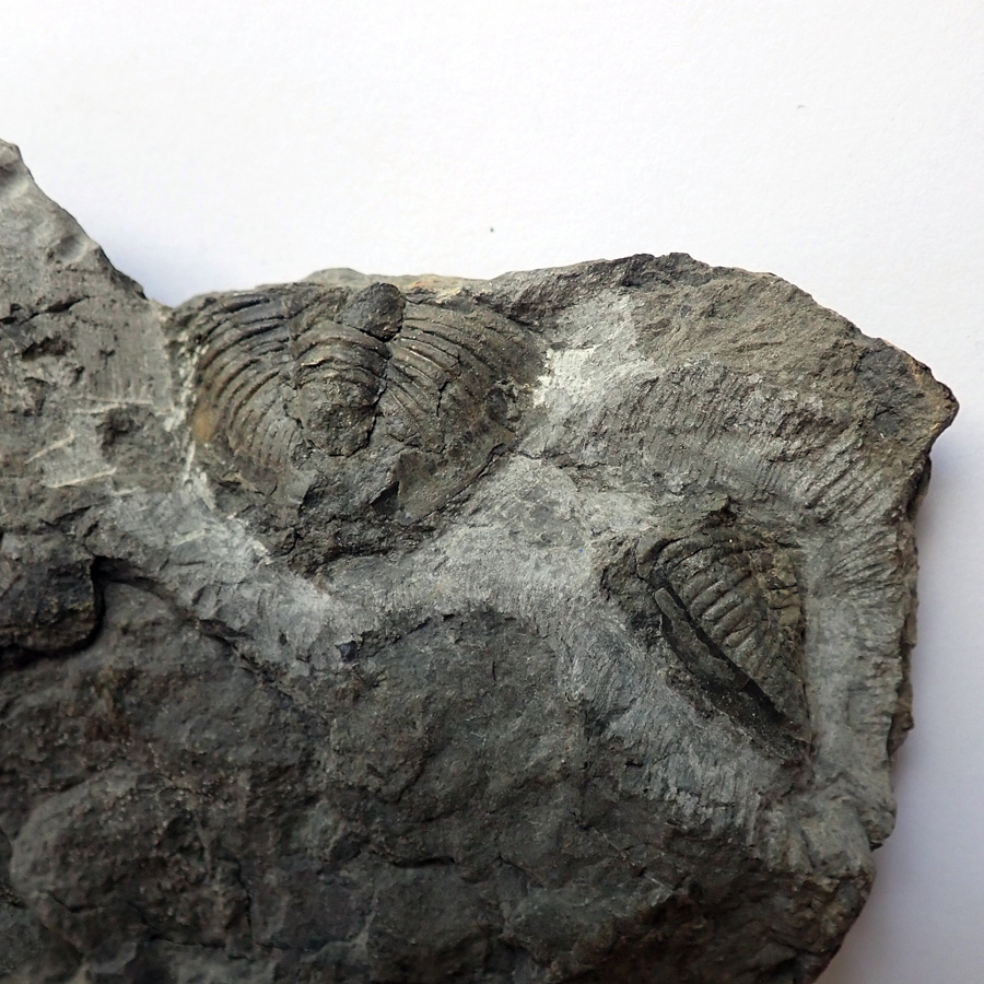 fossil-alma-tkralodvor